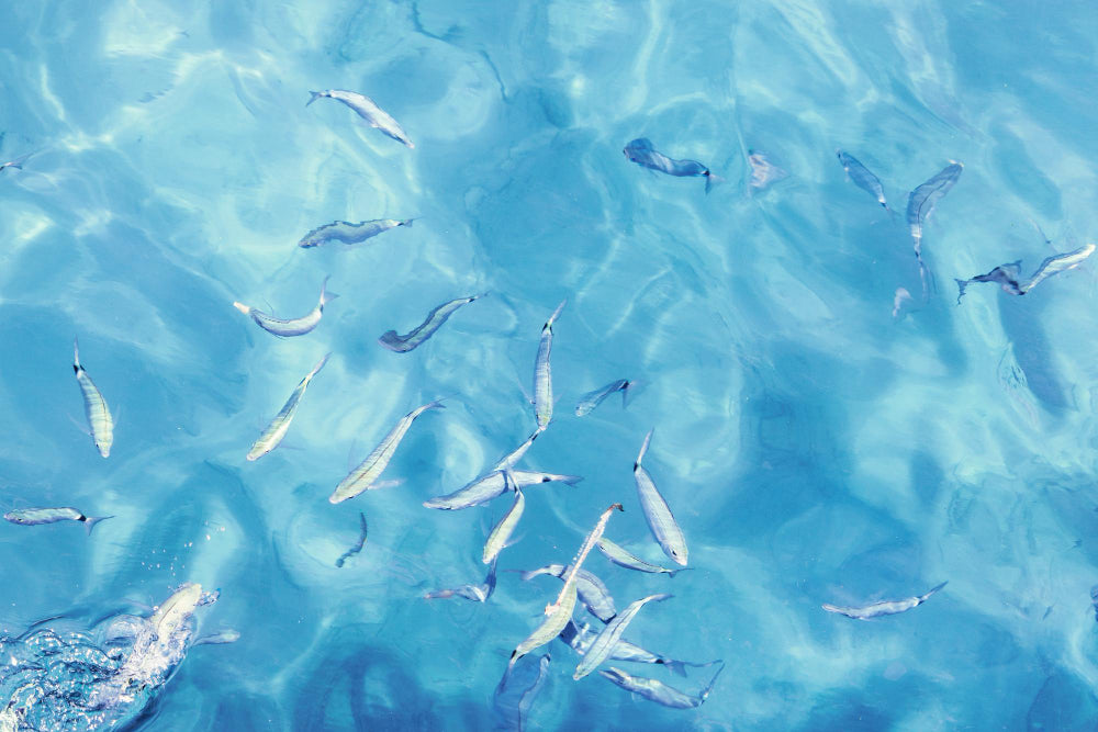 The World of Drone Fishing – Drone Fishing - Gannet